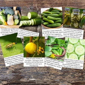 Cucumber Printables - Cucumber Fact Cards - Cucumber Anatomy Poster ...