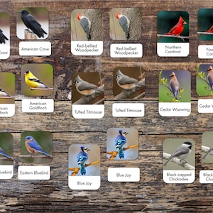 Backyard Bird Printables - Bird Identification - 3 Part Cards - Anatomy ...