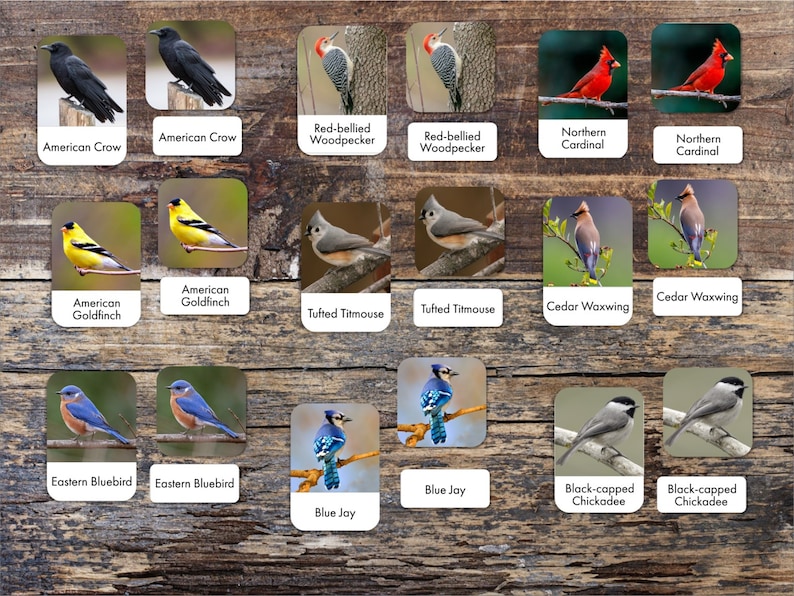 Backyard Bird Printables - Bird Identification - 3 Part Cards - Anatomy ...