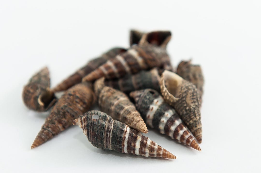 Japanese False Cerith Shells for Home Decor, Terrariums, or Art ...