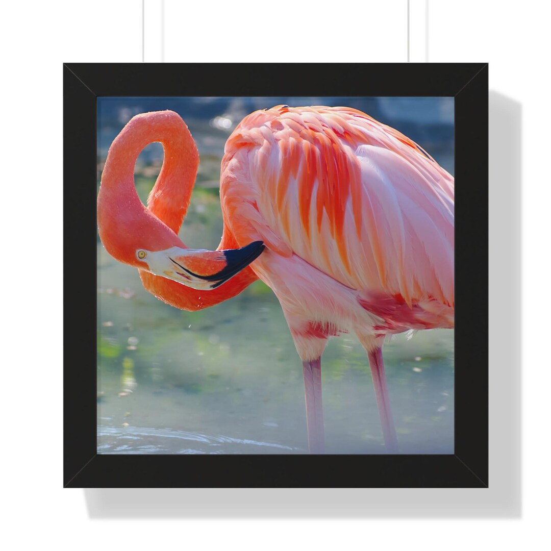Flamingo Posters in Frames | Whimsical Flamingo in Elegant Frame ...