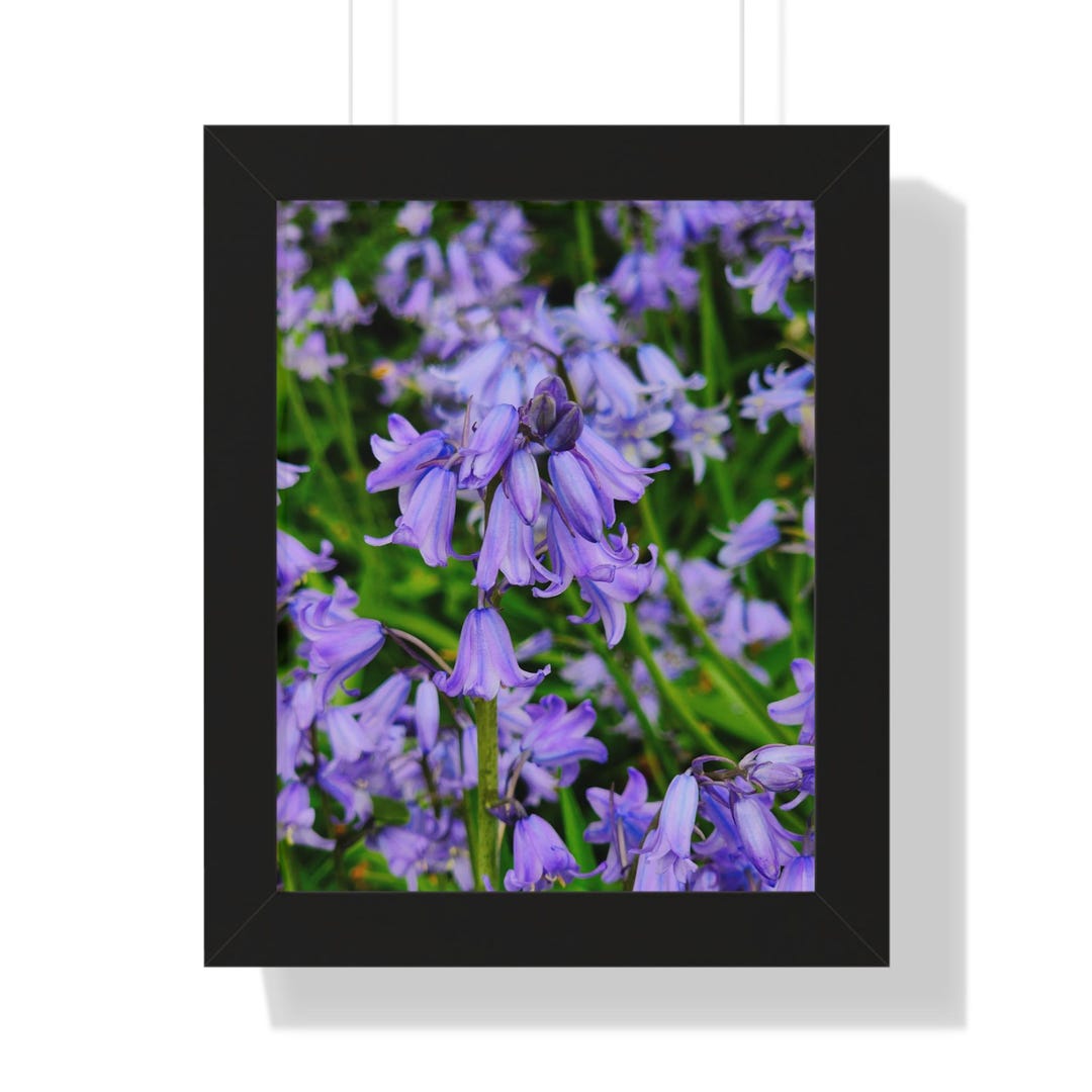Bluebells Print| Framed Poster | Flower Photography | Spring Bluebells ...