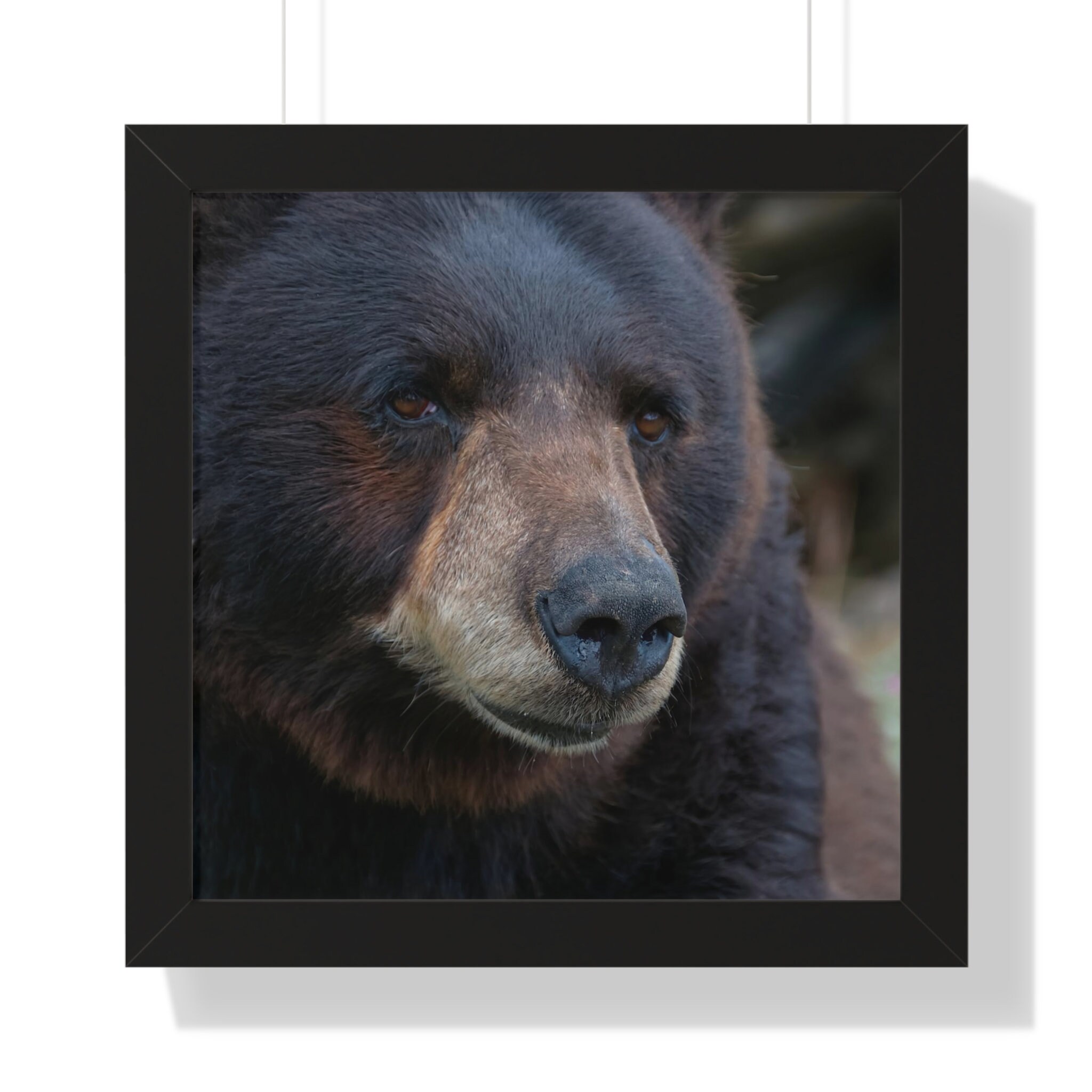 Black Bear Face Close up Framed Photograph Wildlife Animal Close up ...