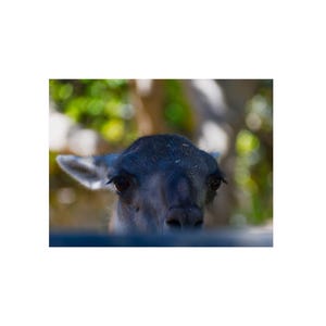 Guanaco Metal Print Jacques Laurent Agasse Wildlife Art Vintage Animal ...