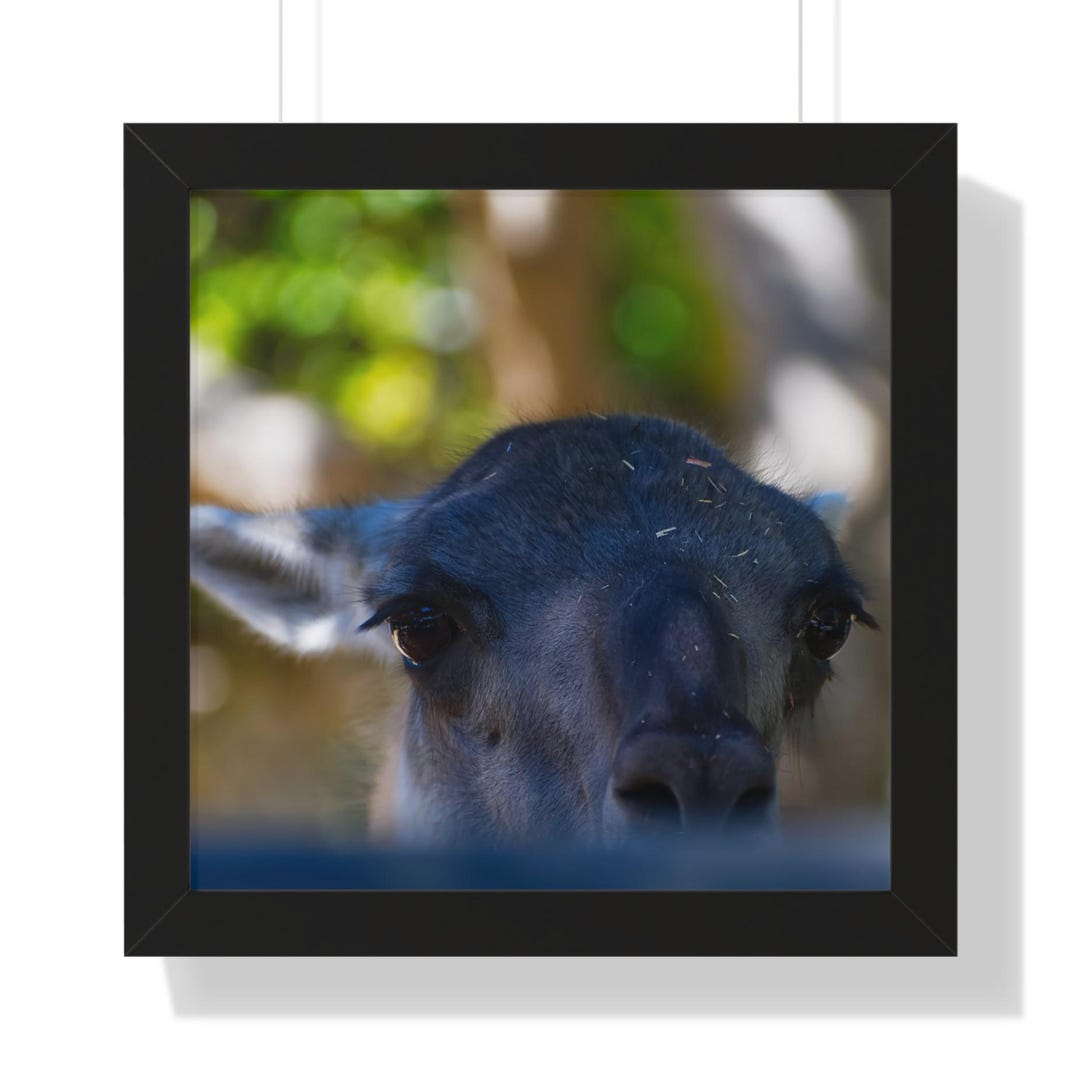 Guanaco Framed Horizontal Poster | Guanaco Print Poster | Vintage ...