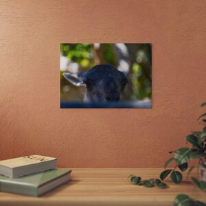 Guanaco Metal Print Jacques Laurent Agasse Wildlife Art Vintage Animal ...