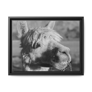 Alpaca Smiling Matte Canvas | Wall Art Matte Canvas | Black Frame ...