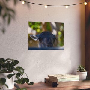 Guanaco Metal Print Jacques Laurent Agasse Wildlife Art Vintage Animal ...