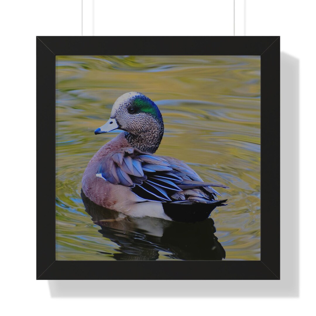American Wigeon Duck Art Print Framed Horizontal Poster | Wigeon Duck ...