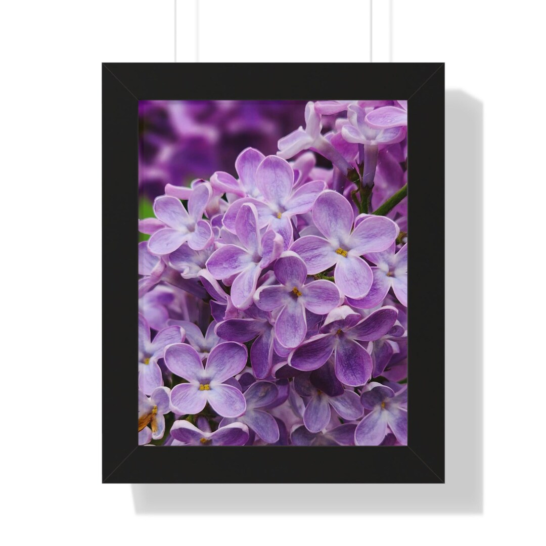 Lilac Floral Photography Print | Lilac Flower Wall Art | Flower Framed ...