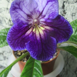 100+ Mixed Seeds Streptocarpus X Hybridus Cape Primrose - Etsy