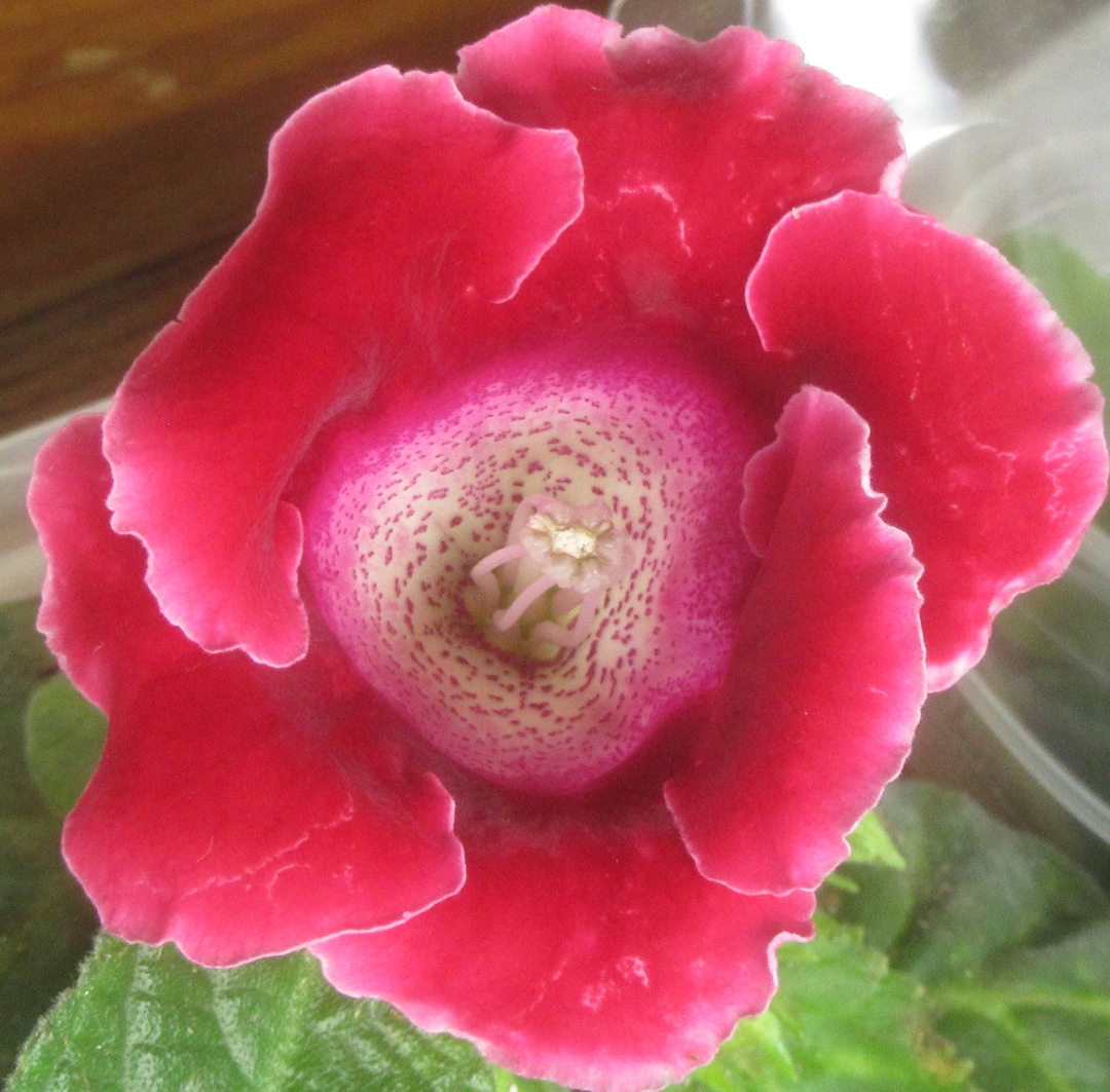 Gloxinia, Sinningia Speciosa Hybrids, 50+ Seeds : Choose Red, Purple, Pink, White & Speckled - Etsy