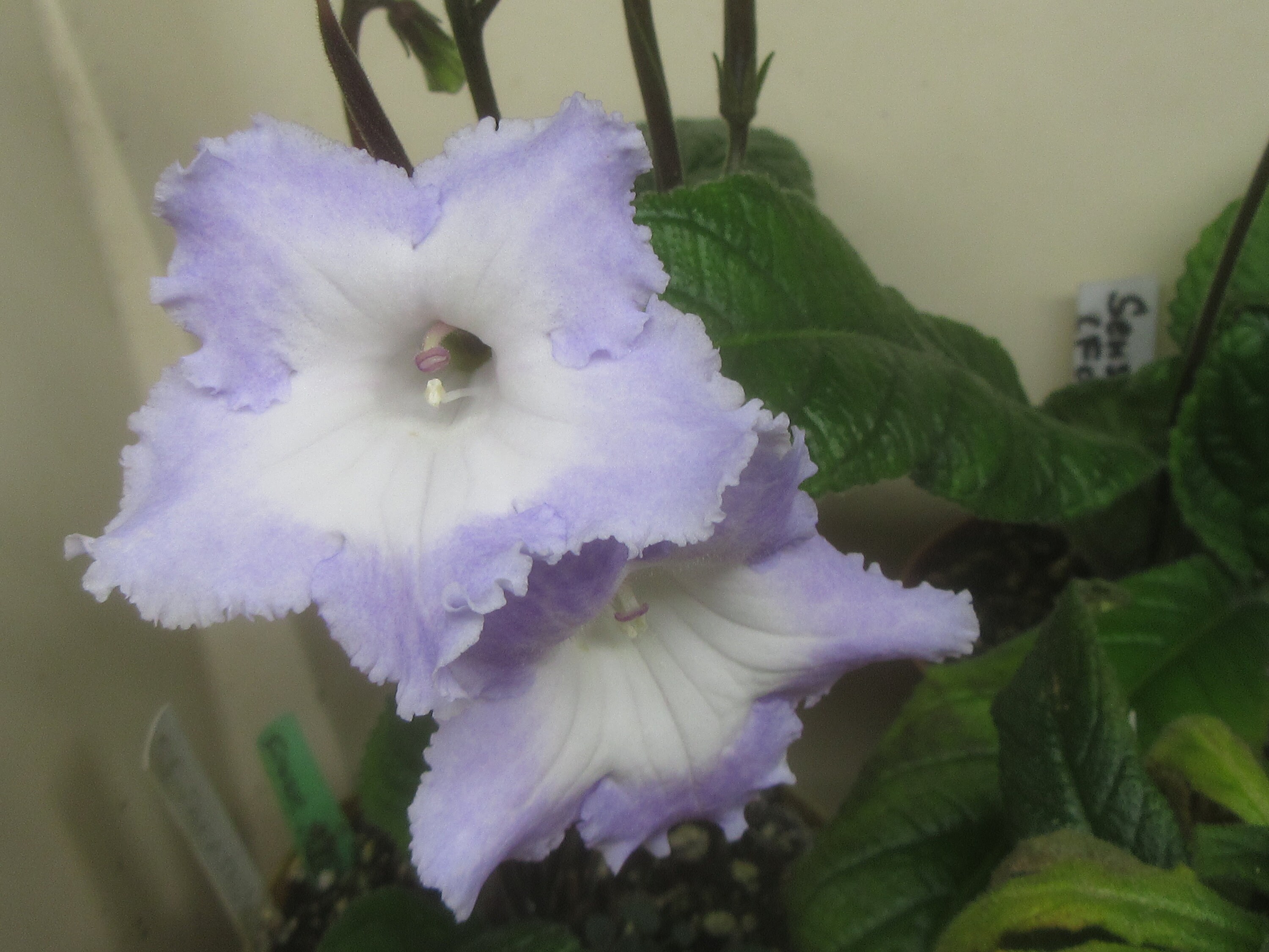 100 gemengde zaden van Streptocarpus x hybridus Named Cultivars inc ...