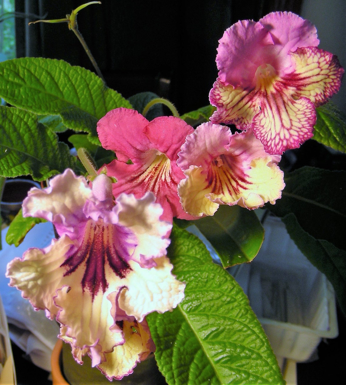 50 Mixed Seeds From Seedlings Out of Streptocarpus X Hybridus - Etsy