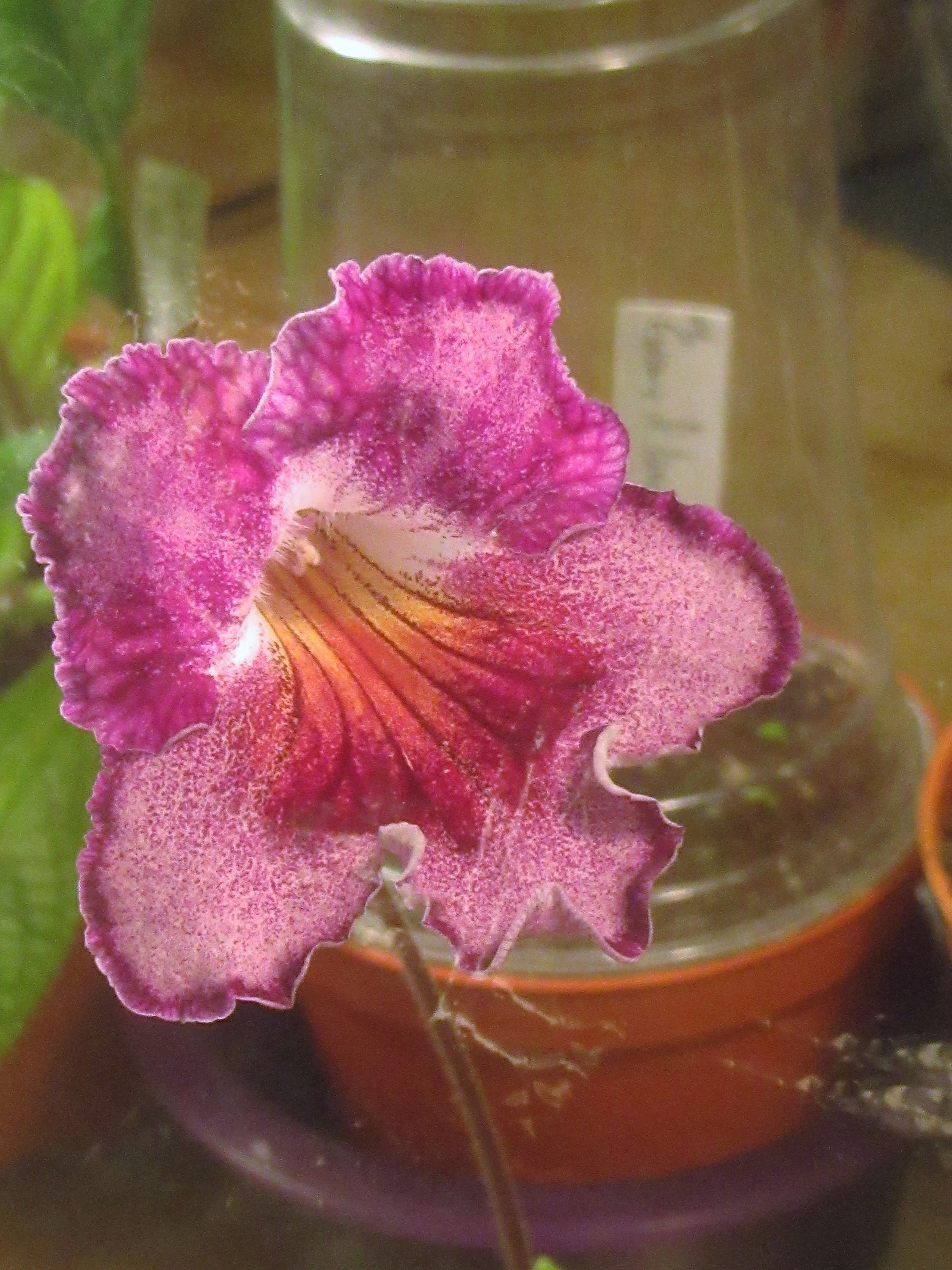 50+ Mixed Seeds From Streptocarpus X Hybridus 'full Moon' - Etsy Canada
