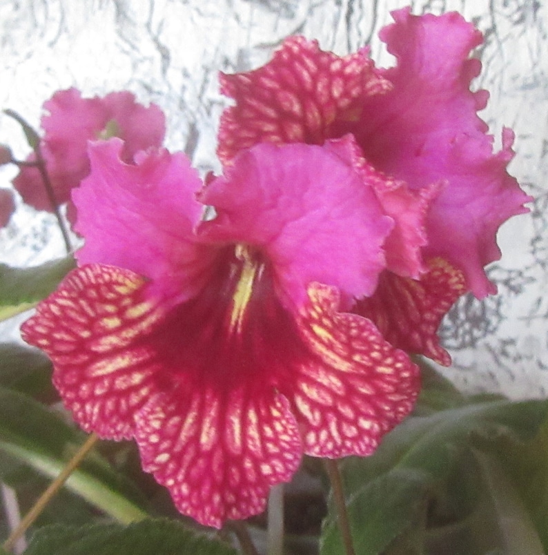 100+ Mixed Seeds Streptocarpus X Hybridus Cape Primrose - Etsy