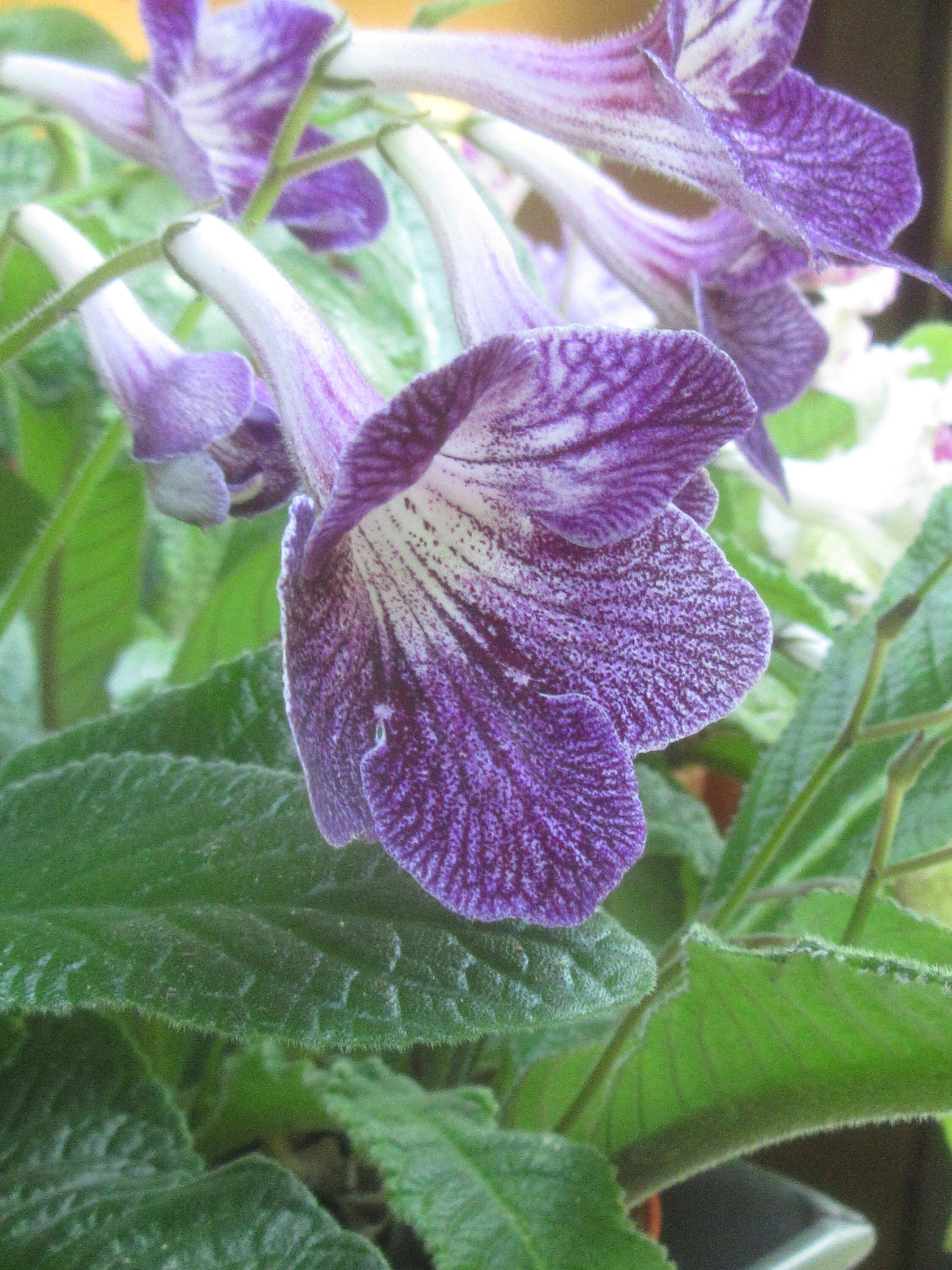 500+ Mixed Seeds From Streptocarpus X Hybridus : Cape Primrose - Etsy ...