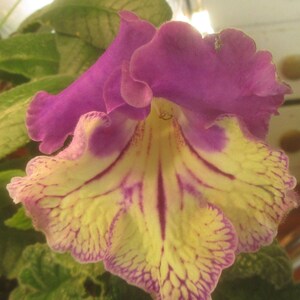 100+ Mixed Seeds Streptocarpus X Hybridus Cape Primrose - Etsy