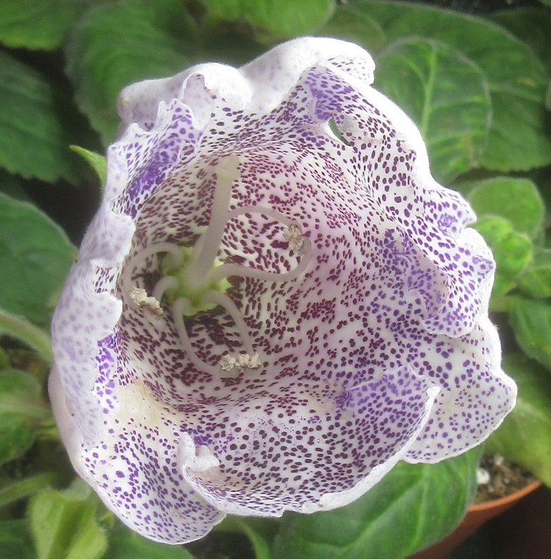 Gloxinia, Sinningia Speciosa Hybrids, 50+ Seeds : Choose Red, Purple ...