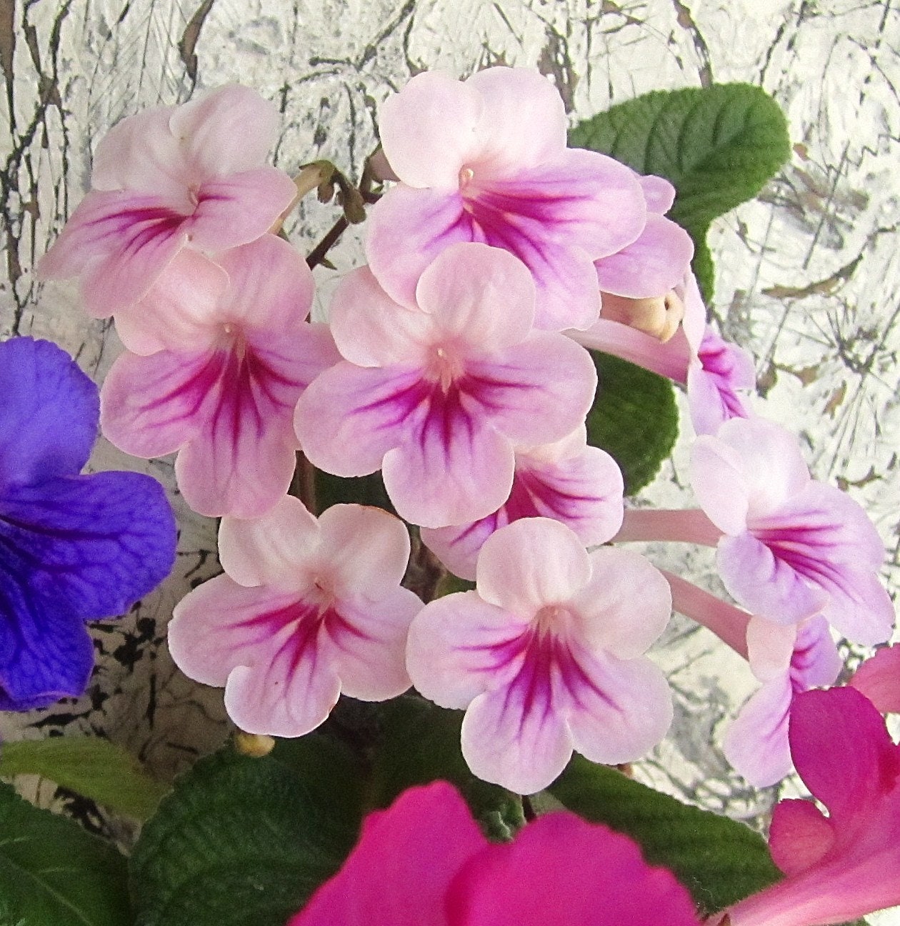 500+ Mixed Seeds From Streptocarpus X Hybridus : Cape Primrose - Etsy ...