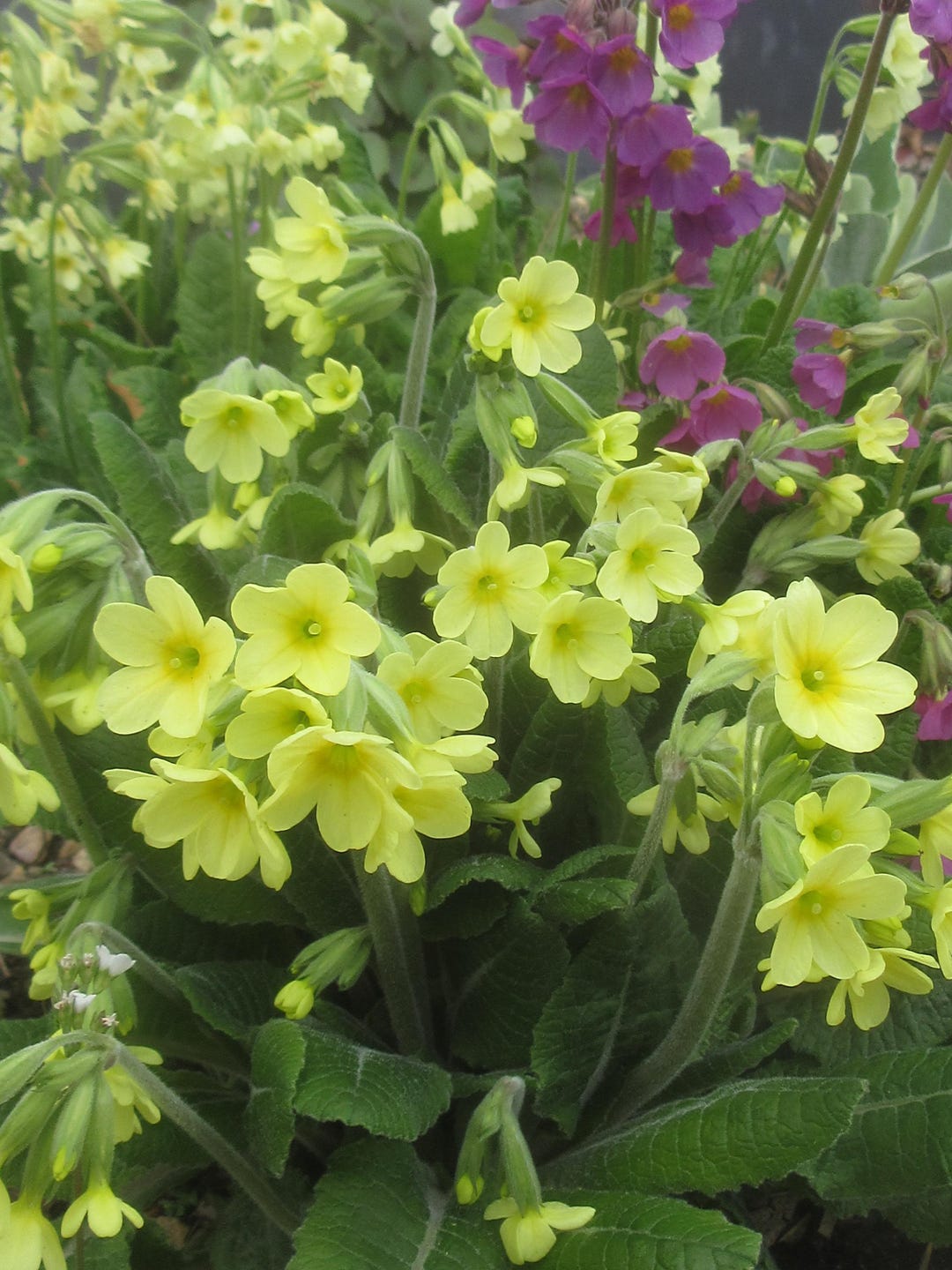 Primula Elatior Seeds - Oxlip Primrose - Spring-blooming Hardy Alpine ...