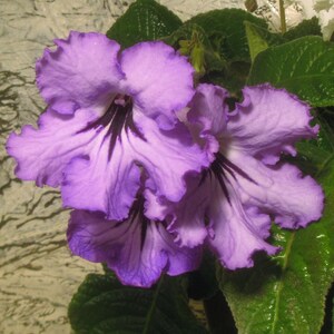100+ Mixed Seeds Streptocarpus X Hybridus Cape Primrose - Etsy