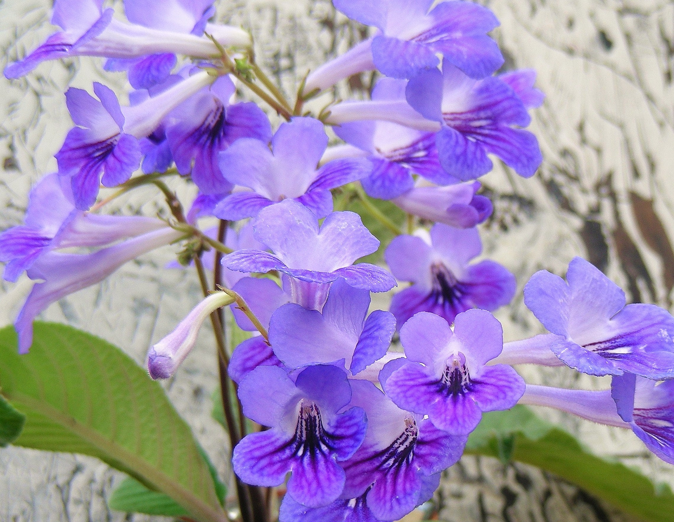 500+ Mixed Seeds From Streptocarpus X Hybridus : Cape Primrose - Etsy ...