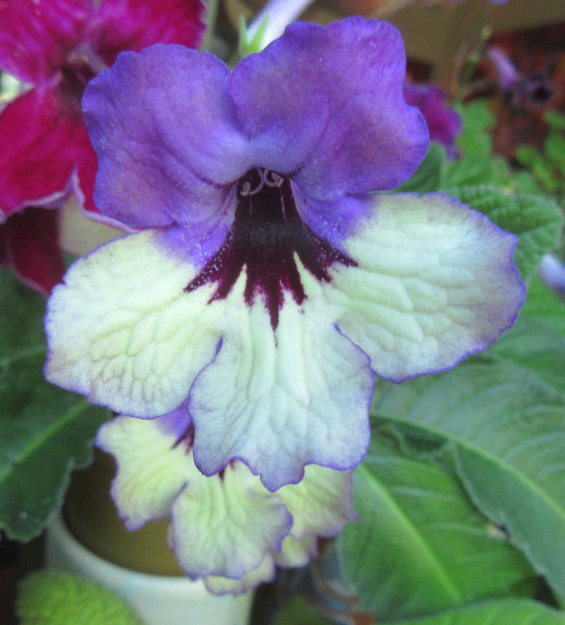 100+ Mixed Seeds Streptocarpus X Hybridus Cape Primrose - Etsy Australia