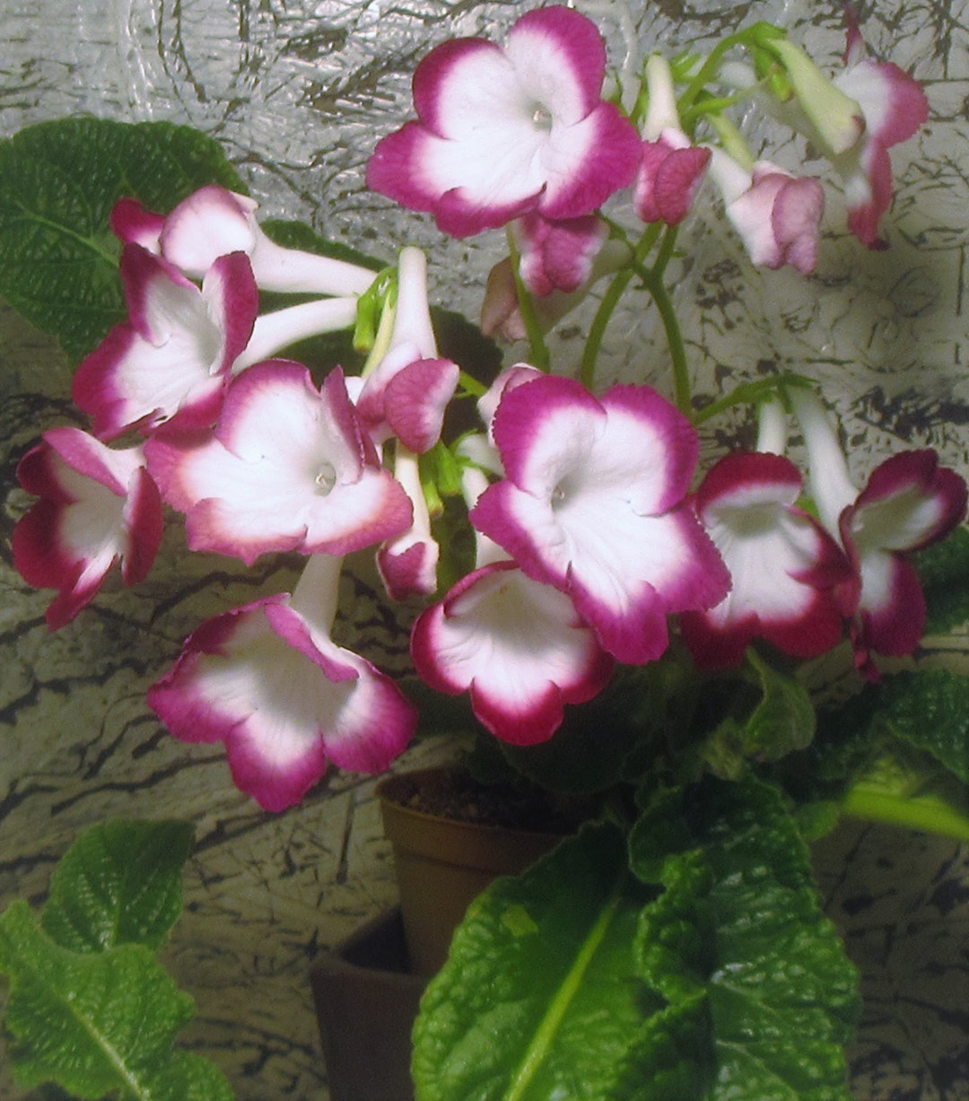 50+ Mixed Seeds From Streptocarpus X Hybridus 'cherry Roulette' - Etsy