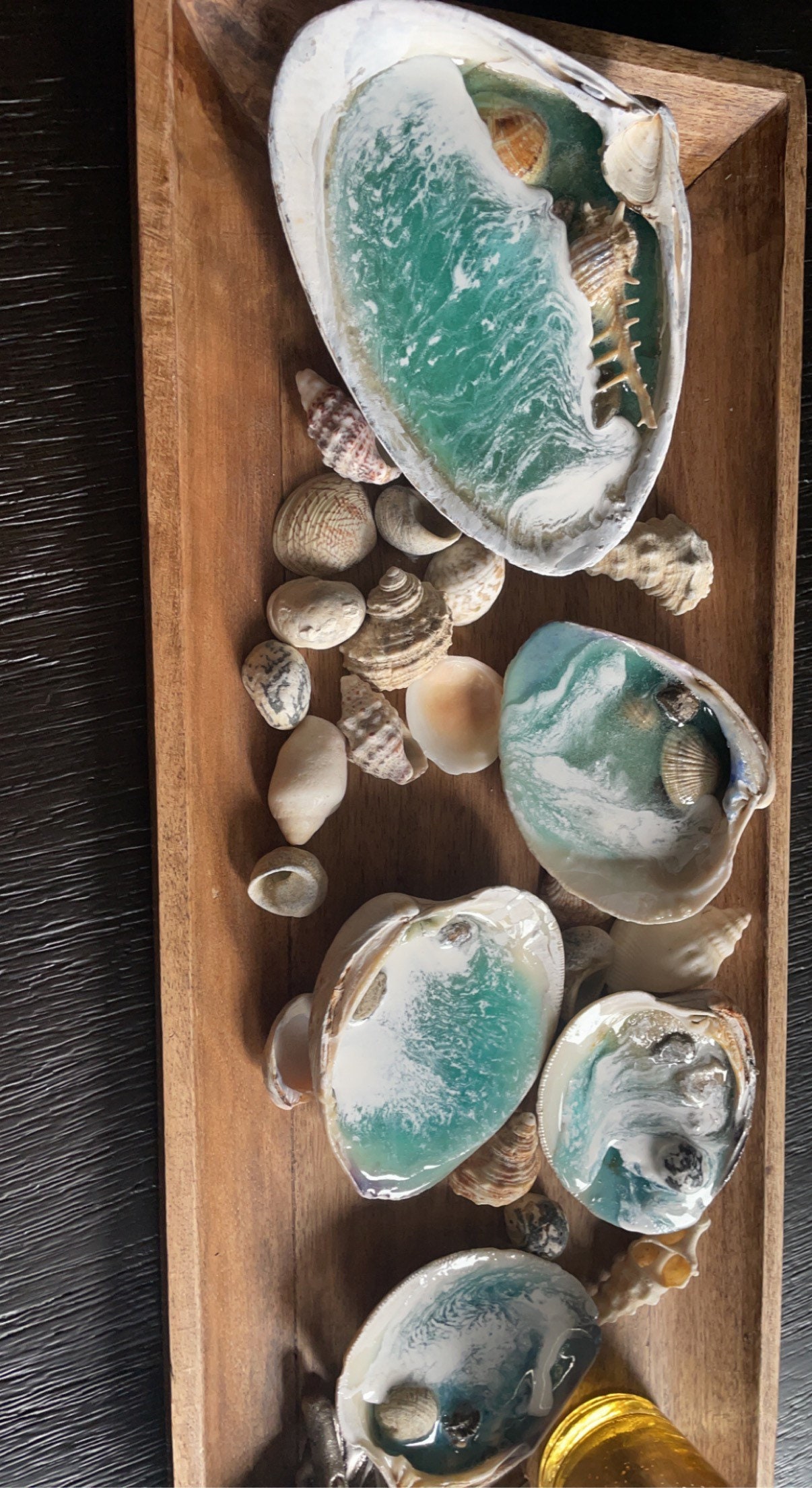 Mini Beaches Shells Work Great for Decorations of Living Rooms/coffee ...