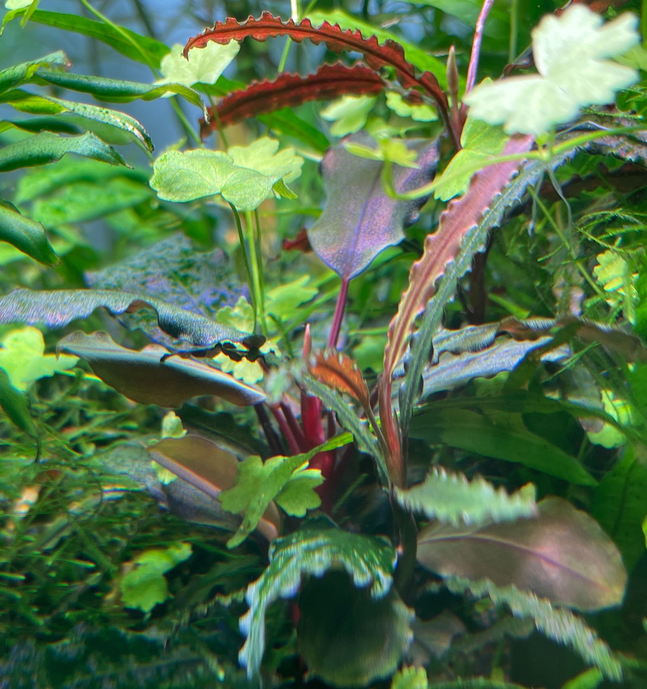Aquarium Plant- Bucephalandra & Anubias, - Etsy
