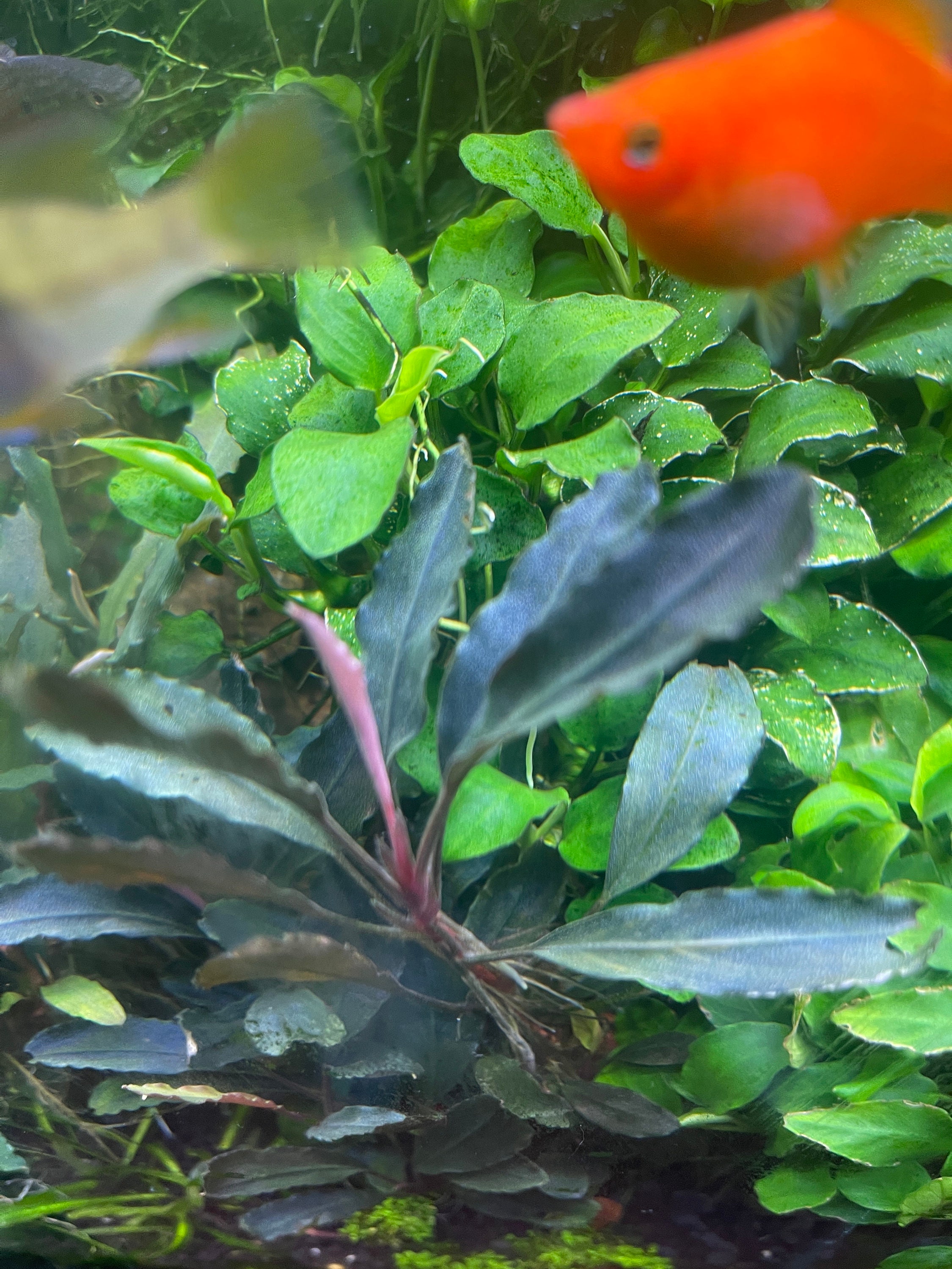 Aquarium Plant- Bucephalandra & Anubias, - Etsy