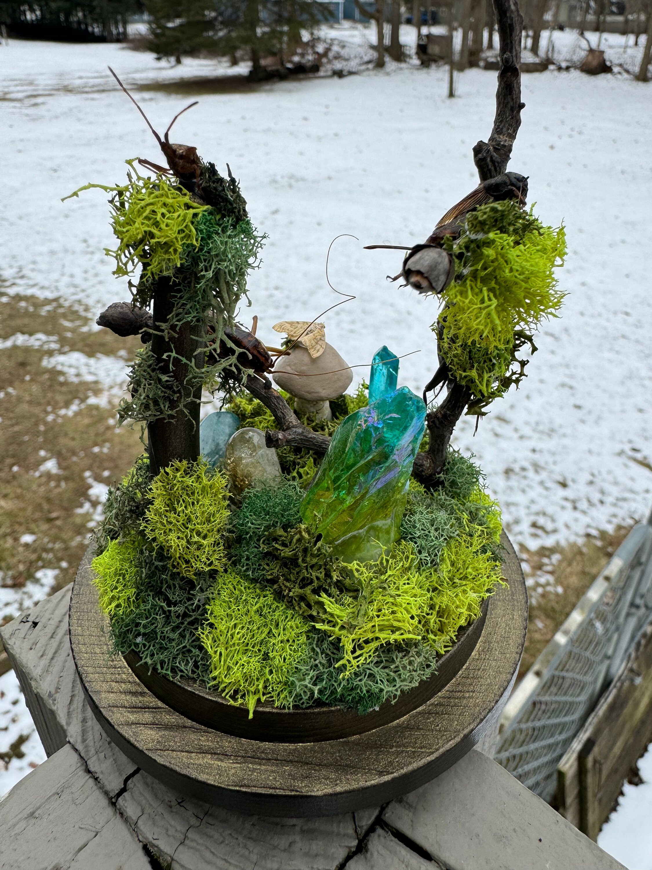 Insect and Crystal Cloche/dome, Oddities Cloche - Etsy