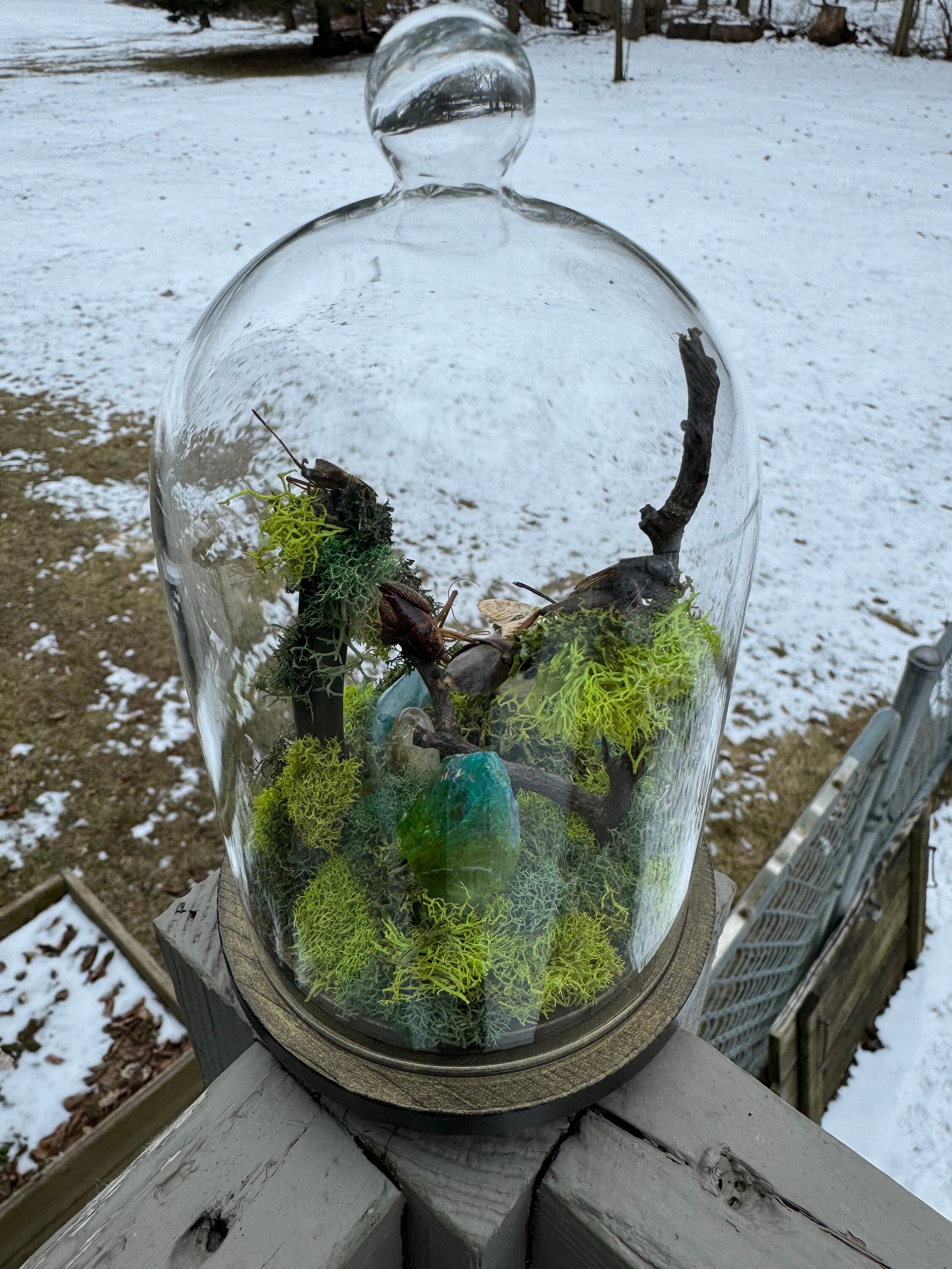 Insect and Crystal Cloche/dome, Oddities Cloche - Etsy