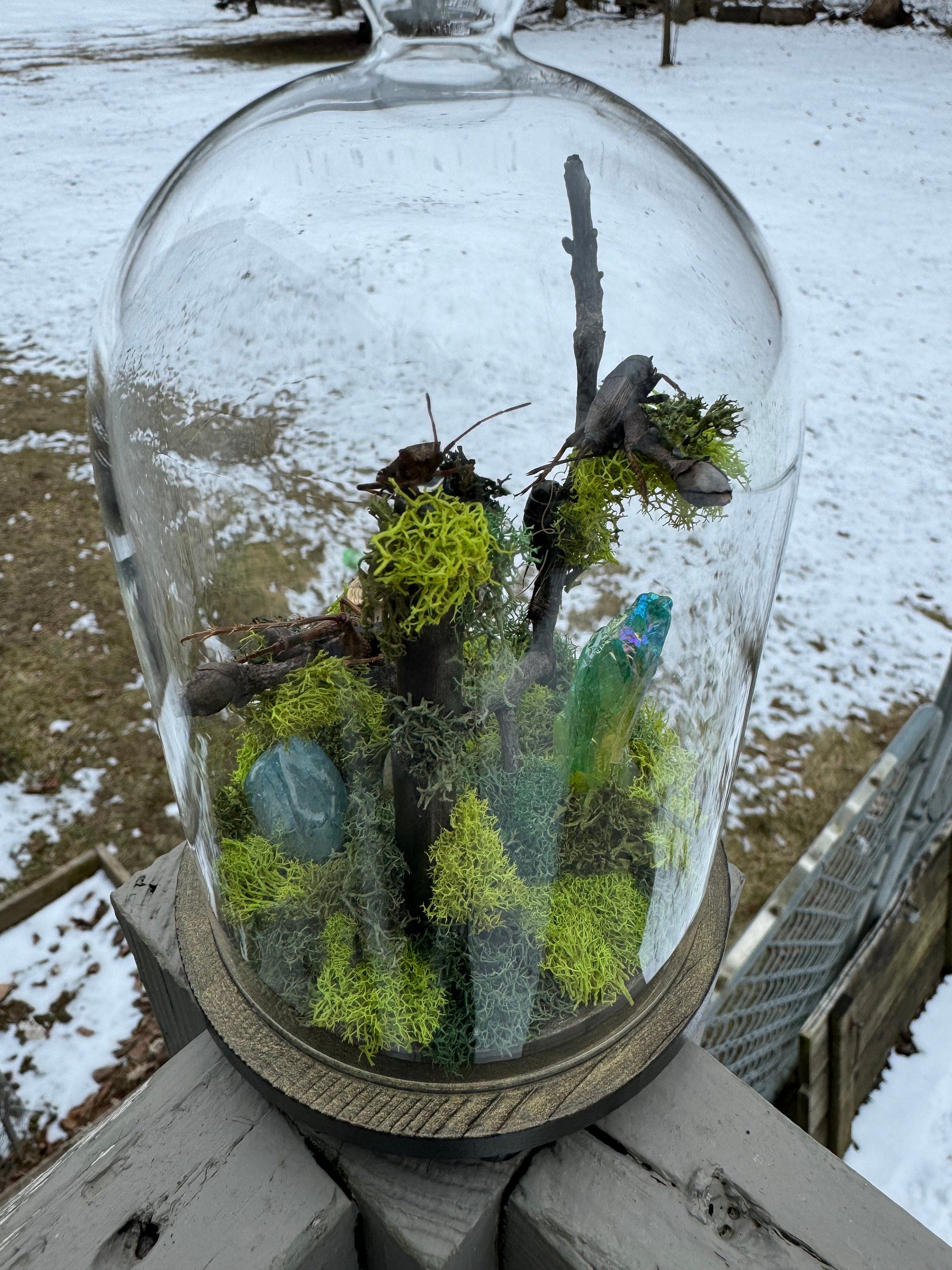 Insect and Crystal Cloche/dome, Oddities Cloche - Etsy