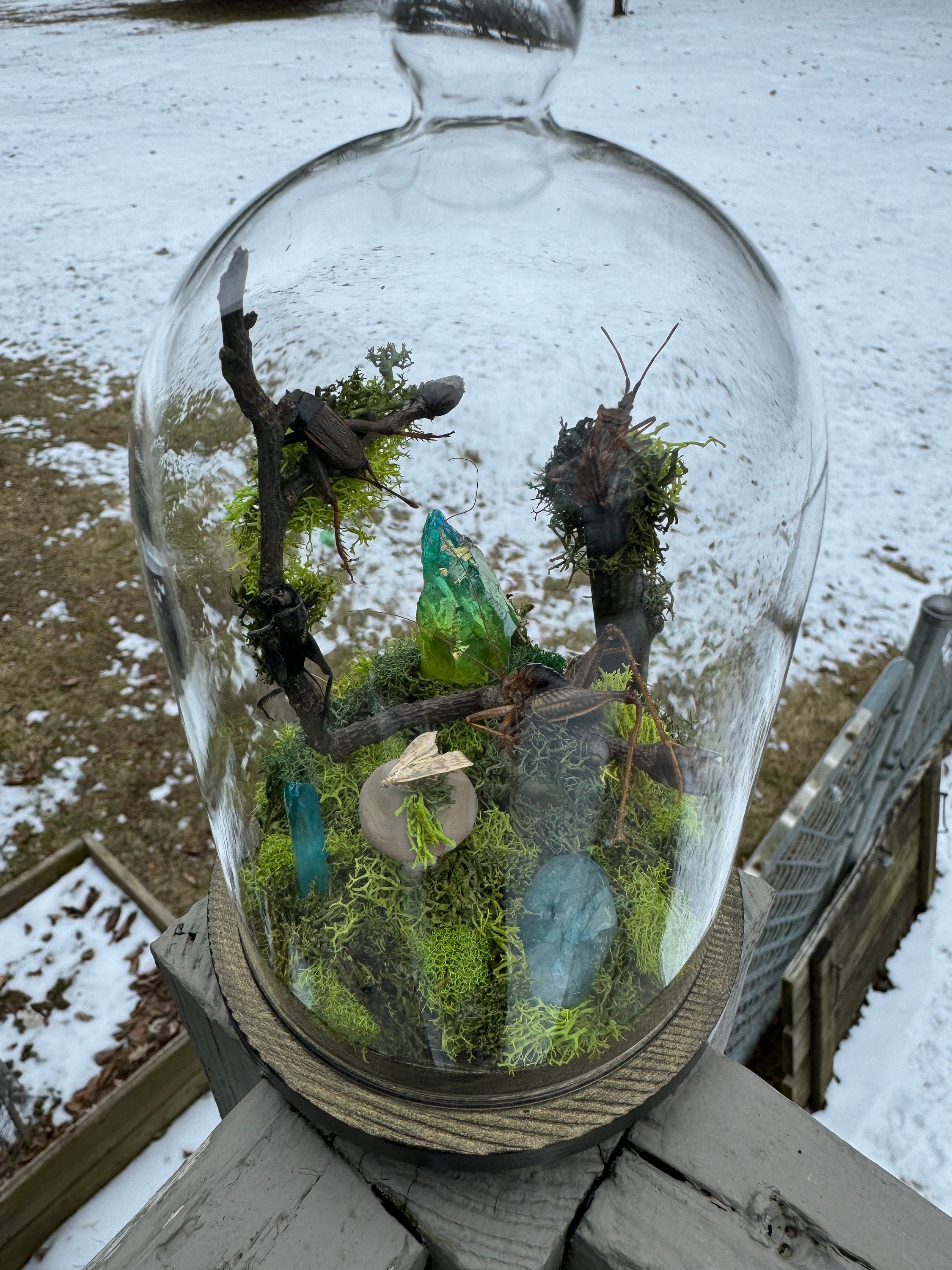 Insect and Crystal Cloche/dome, Oddities Cloche - Etsy