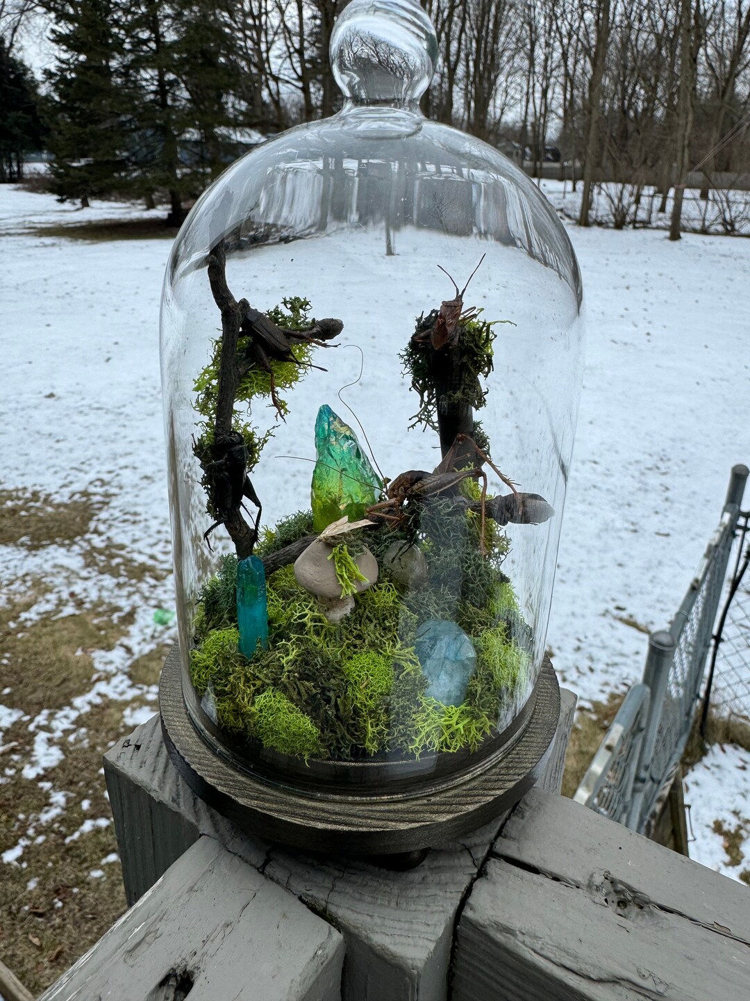 Insect and Crystal Cloche/dome, Oddities Cloche - Etsy