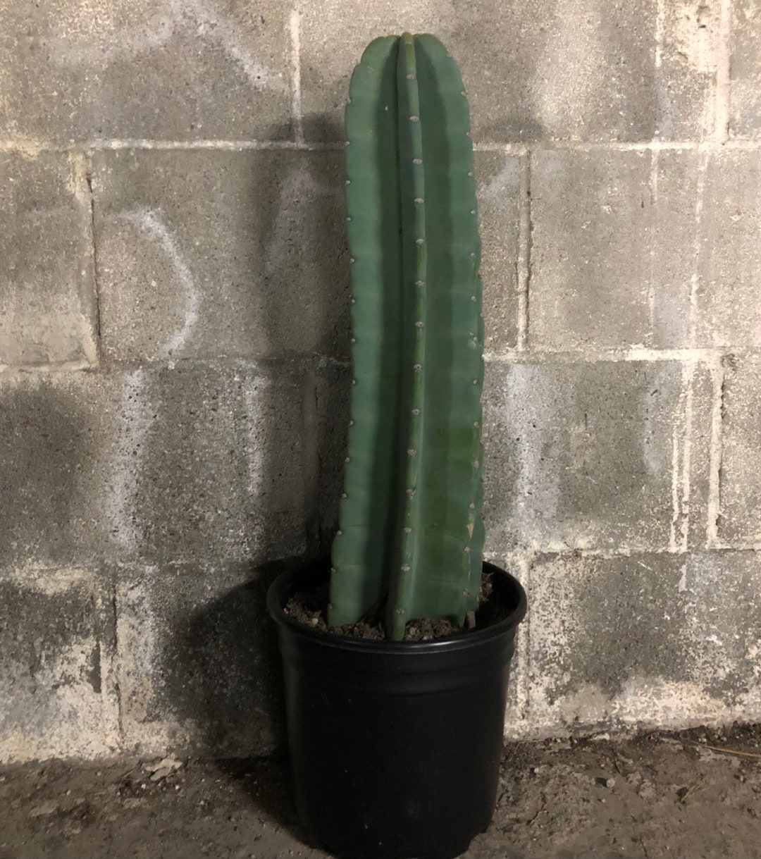 California Born Cereus Peruvianes Cactus - 18 Inches - Etsy