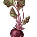 Machine Embroidery Design – Beetroot, in Artistic Satin Stitch ...