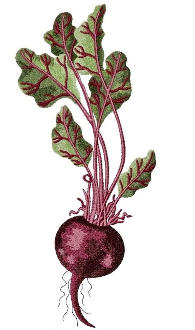 Machine Embroidery Design – Beetroot, in Artistic Satin Stitch ...
