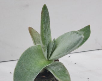 LARGE Cutting Crassula Falcata Propeller Paddle Succulent - Etsy