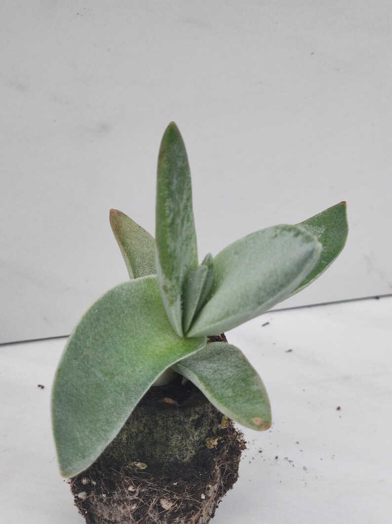 CRASSULA FALCATA Propeller Plant - Etsy