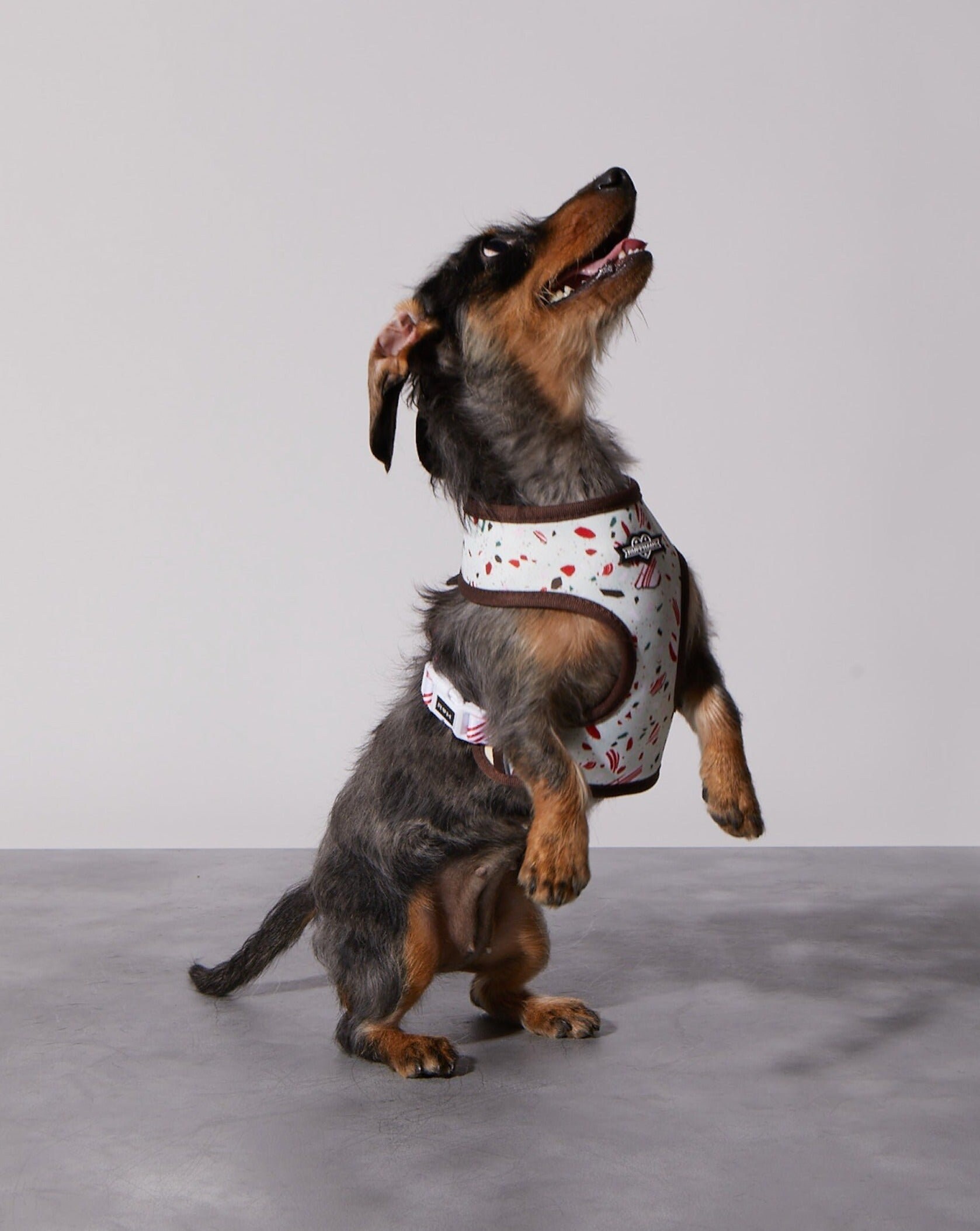 Peppermint Bark Dog Harness: Holiday Christmas Pet Vest - Etsy
