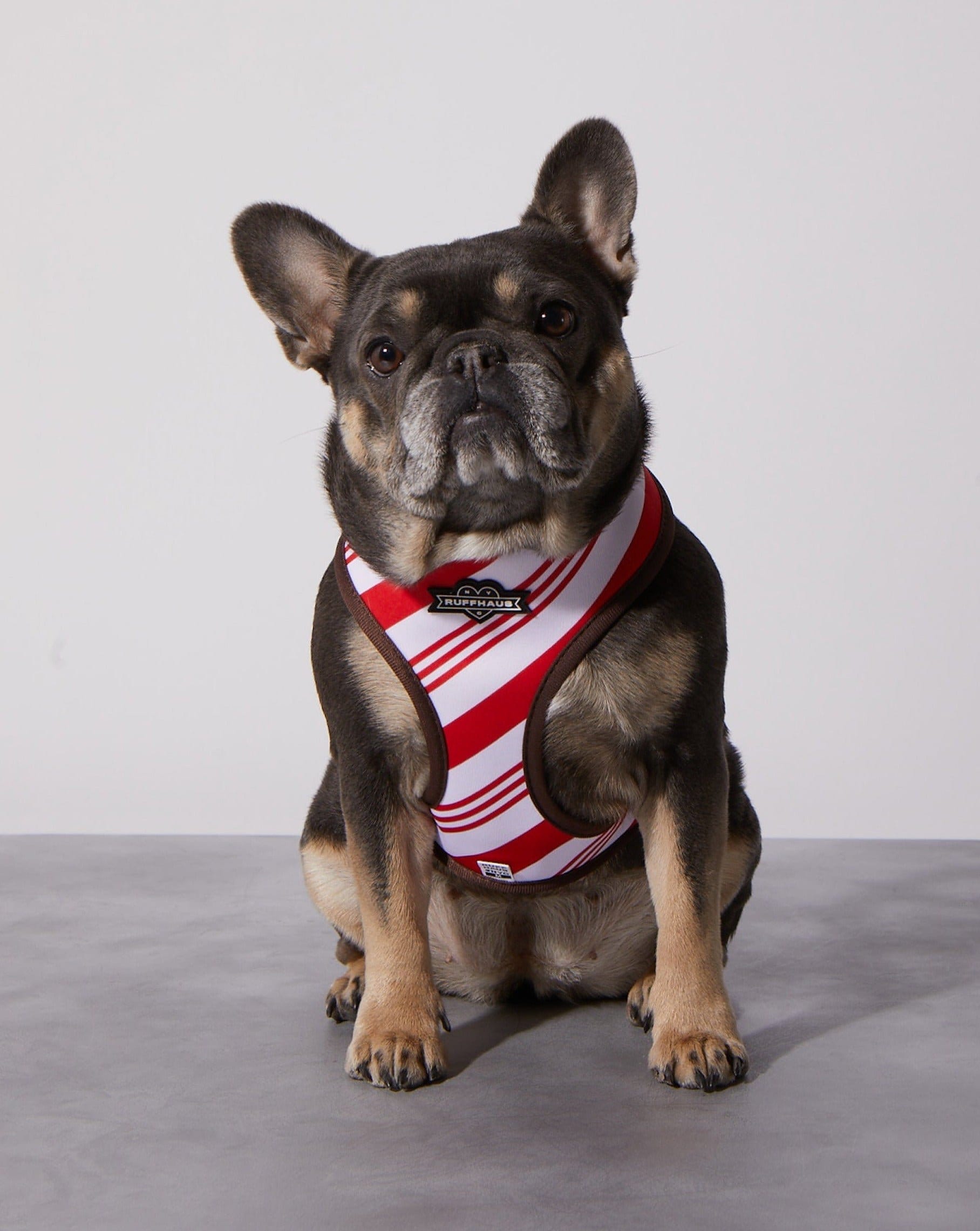 Peppermint Bark Dog Harness: Holiday Christmas Pet Vest - Etsy