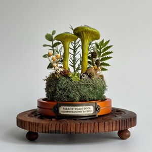 Handmade Parrot Toadstool Webcap Mushroom in Glass Cloche. - Etsy