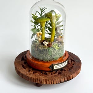 Handmade Parrot Toadstool Webcap Mushroom in Glass Cloche. - Etsy