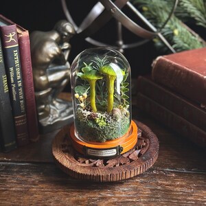 Handmade Parrot Toadstool Webcap Mushroom in Glass Cloche. - Etsy