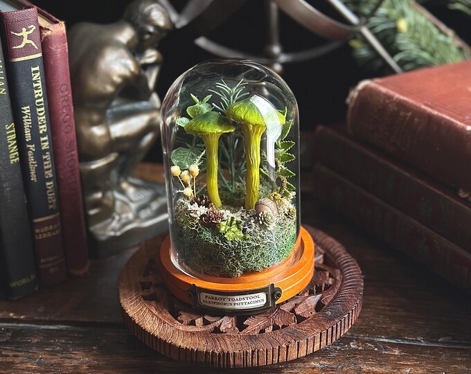 Handmade Parrot Toadstool Webcap Mushroom in Glass Cloche. - Etsy