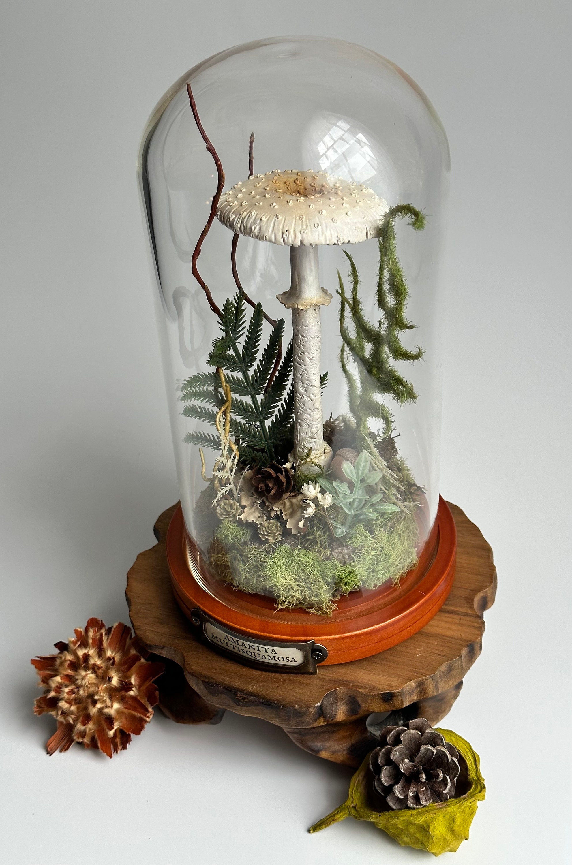 Handmade Mushroom Art in Glass Cloche Featuring a Amanita Multisquamosa ...