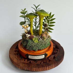 Handmade Parrot Toadstool Webcap Mushroom in Glass Cloche. - Etsy